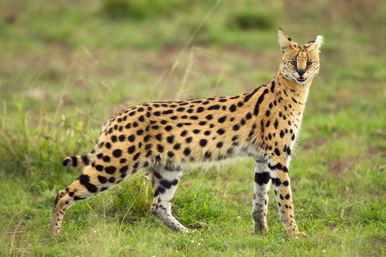 27 Savana Animals with Facts & Pictures - Richmond Mom