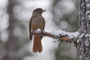 21+ Taiga Animals with Facts & Pictures - Richmond Mom