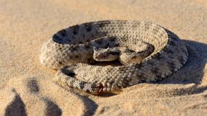 21 Desert Animals with Facts & Pictures - Richmond Mom