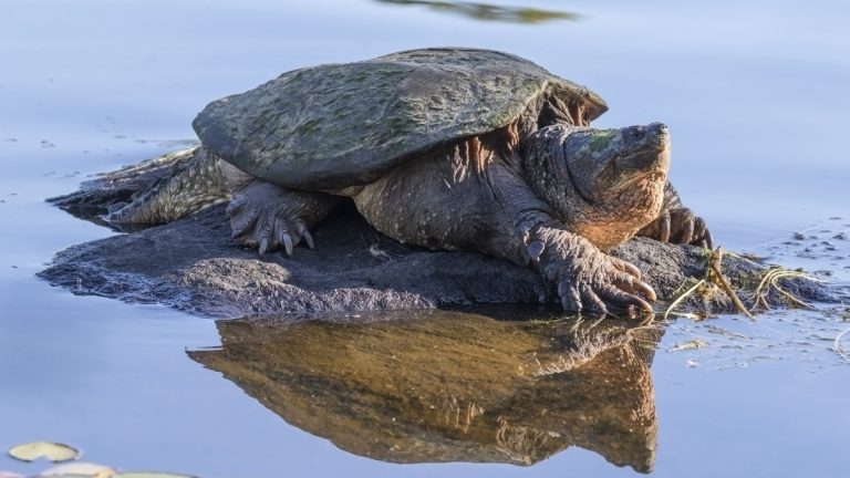 Different Animals Found in Fresh Water with Pictures and Facts ...