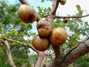 16 Fruits that Start with V with Facts and Pictures - Richmond Mom