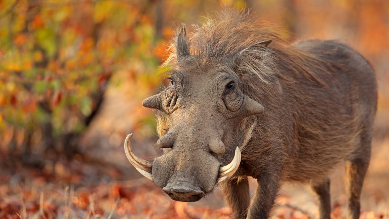 27 Savana Animals with Facts & Pictures - Richmond Mom