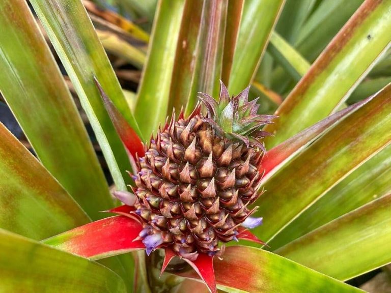27+ Fruits that Start with W with Facts and Pictures - Richmond Mom
