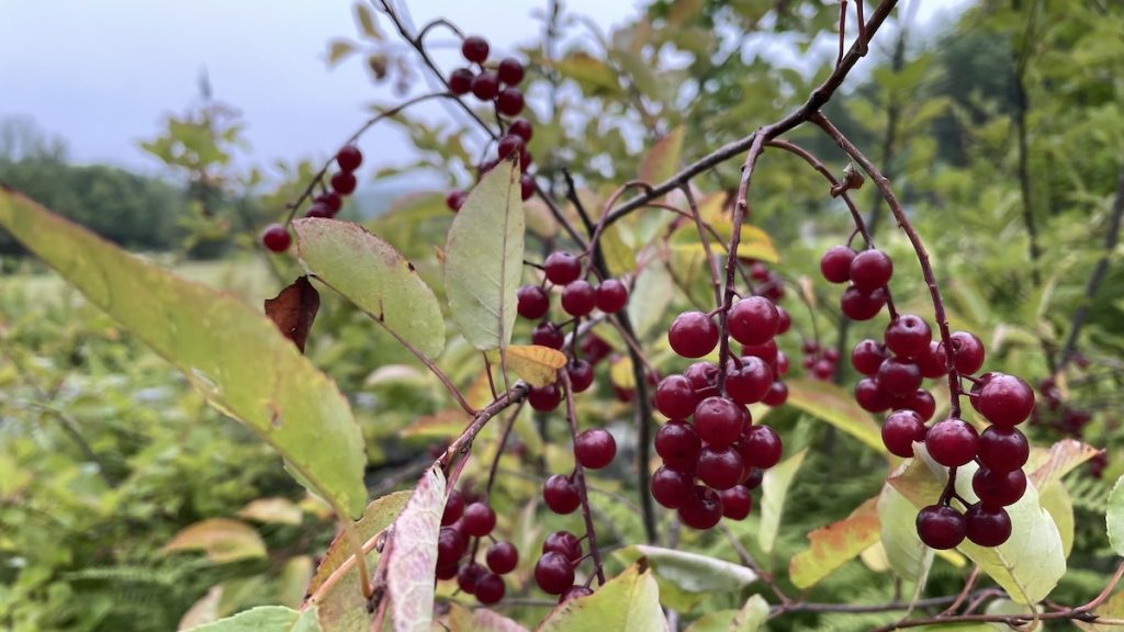 27+ Fruits that Start with W with Facts and Pictures - Richmond Mom