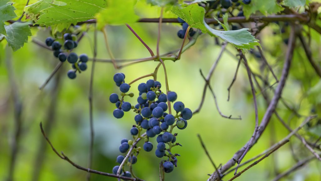 27+ Fruits that Start with W with Facts and Pictures - Richmond Mom