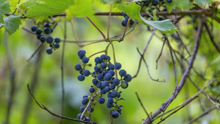 27+ Fruits that Start with W with Facts and Pictures - Richmond Mom