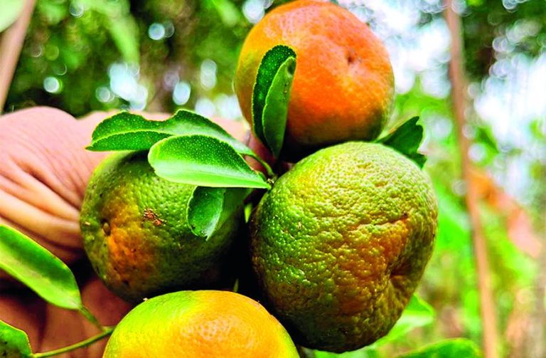 27+ Fruits that Start with W with Facts and Pictures - Richmond Mom