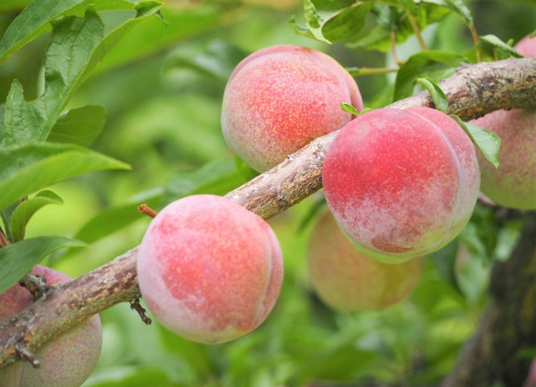 27+ Fruits that Start with W with Facts and Pictures - Richmond Mom