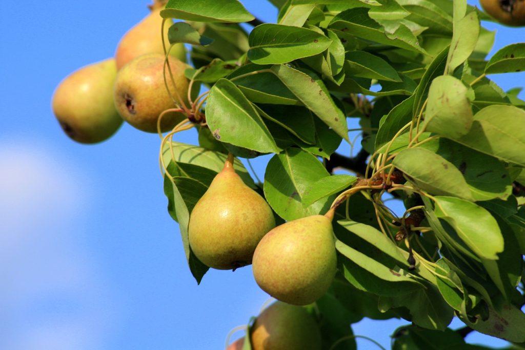 27+ Fruits that Start with W with Facts and Pictures - Richmond Mom