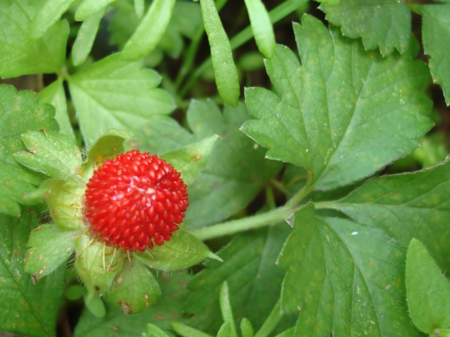 27+ Fruits that Start with W with Facts and Pictures - Richmond Mom