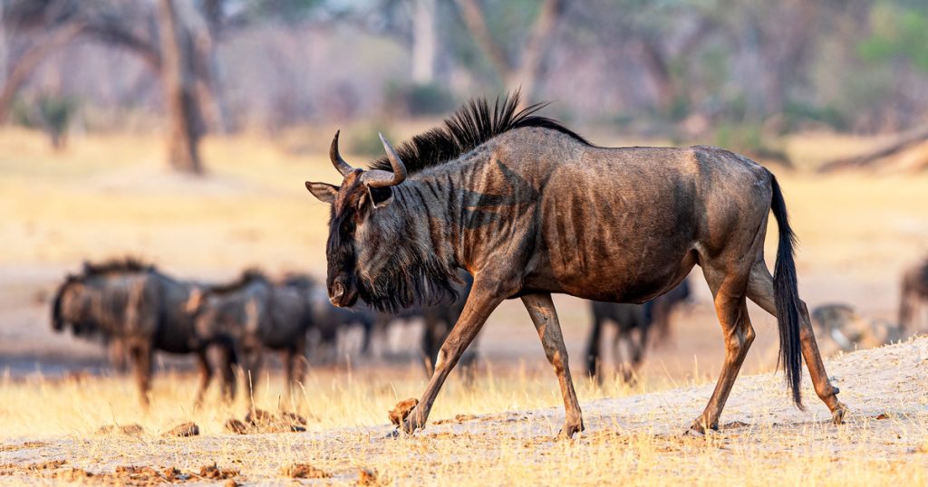 27 Savana Animals with Facts & Pictures - Richmond Mom