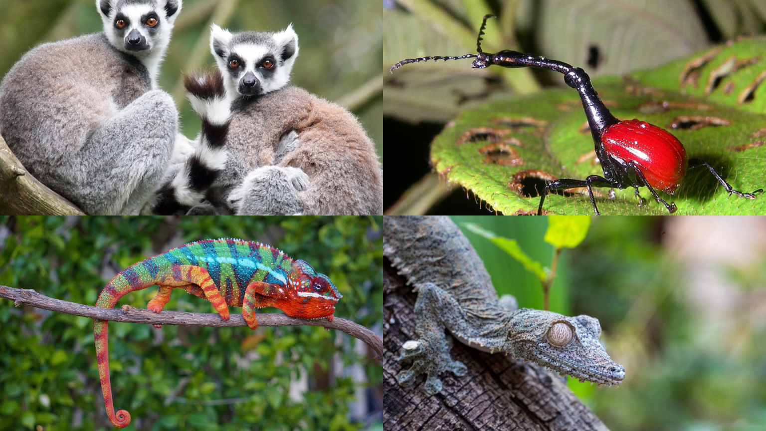 27 Savana Animals with Facts & Pictures - Richmond Mom