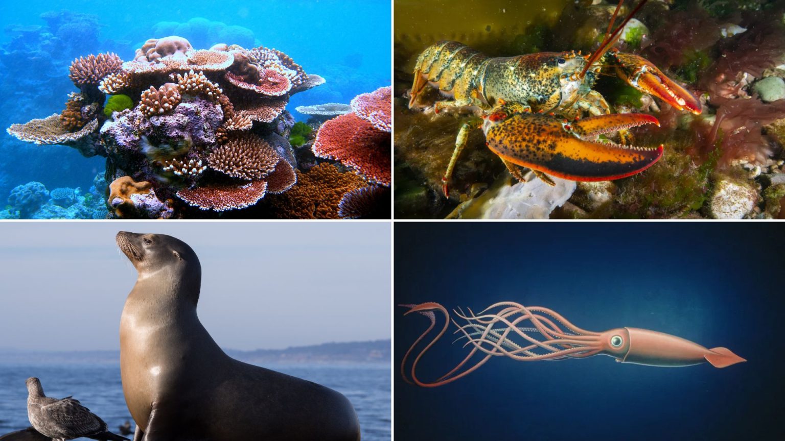 20 Different Animals Found in Sea with Pictures and Facts - Richmond Mom