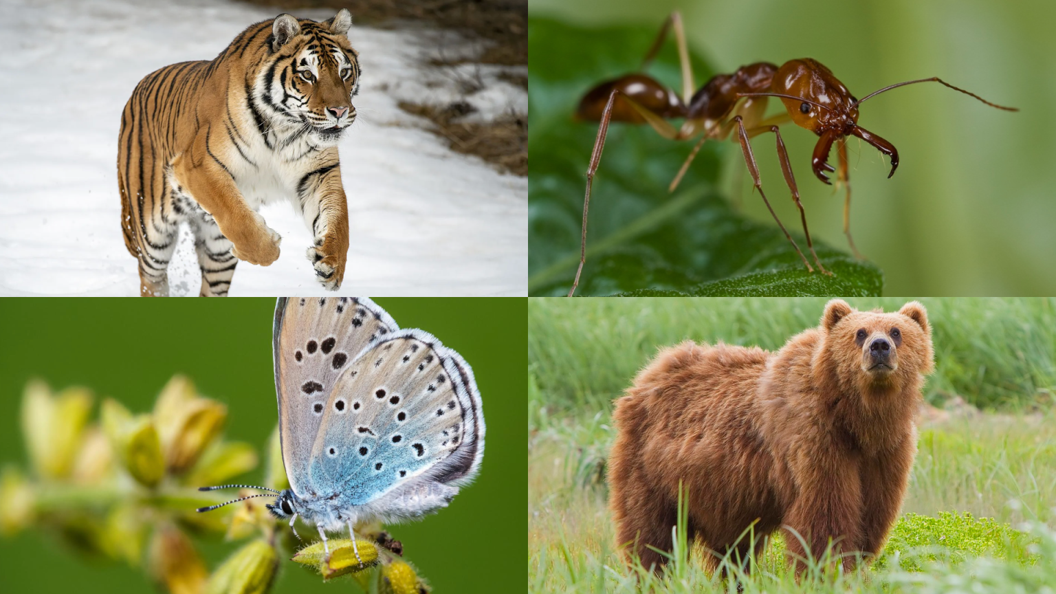 26 Different Animals Found in the Mountains with Pictures and Facts ...