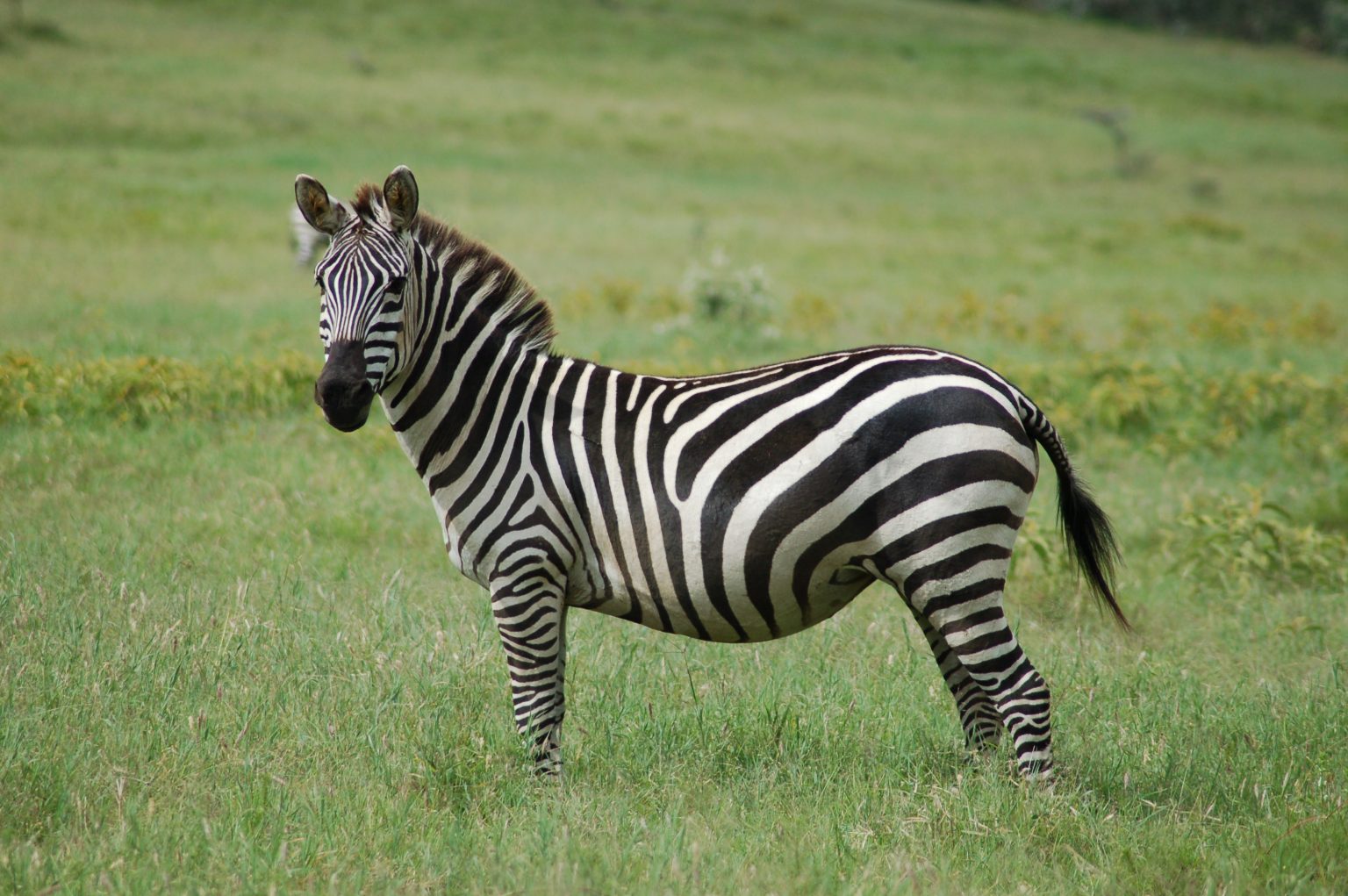 27 Savana Animals with Facts & Pictures - Richmond Mom