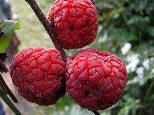 19+ Fruits that Start with Z with Facts and Pictures - Richmond Mom