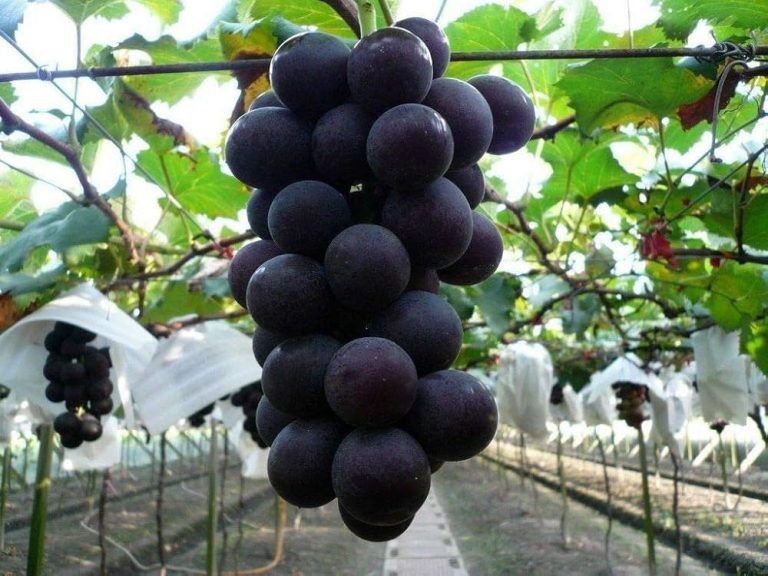 19+ Fruits that Start with Z with Facts and Pictures - Richmond Mom