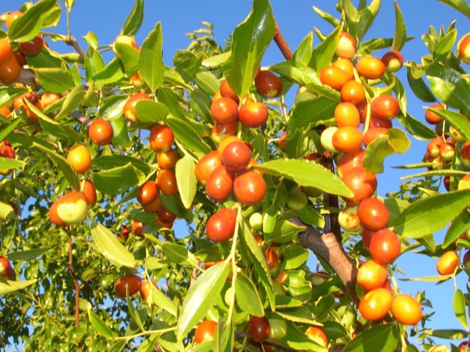 19+ Fruits that Start with Z with Facts and Pictures - Richmond Mom