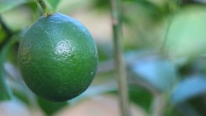 19+ Fruits that Start with Z with Facts and Pictures - Richmond Mom
