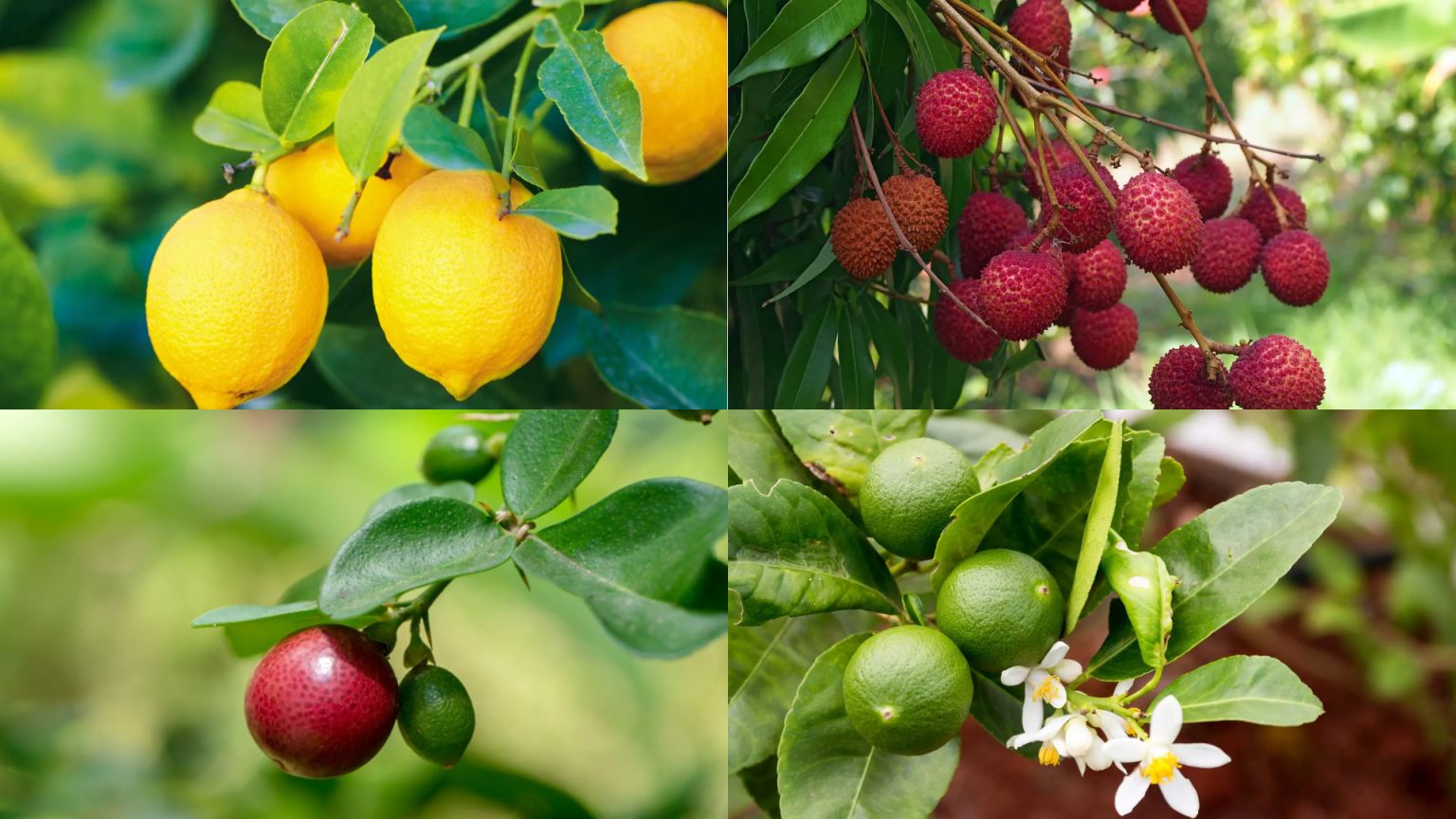 30 Fruits that Start with S with Facts and Pictures - Richmond Mom