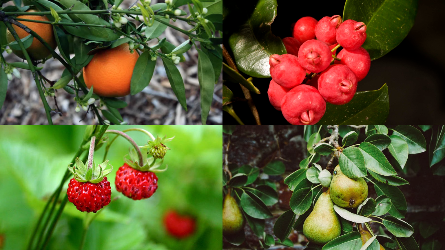 21 Fruits that Start with F with Facts and Pictures - Richmond Mom