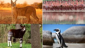 21+ Taiga Animals with Facts & Pictures - Richmond Mom