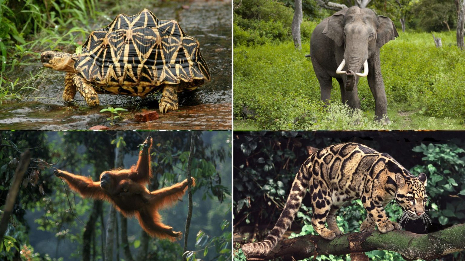 40 Different Animals Found in Asia with Pictures and Facts - Richmond Mom