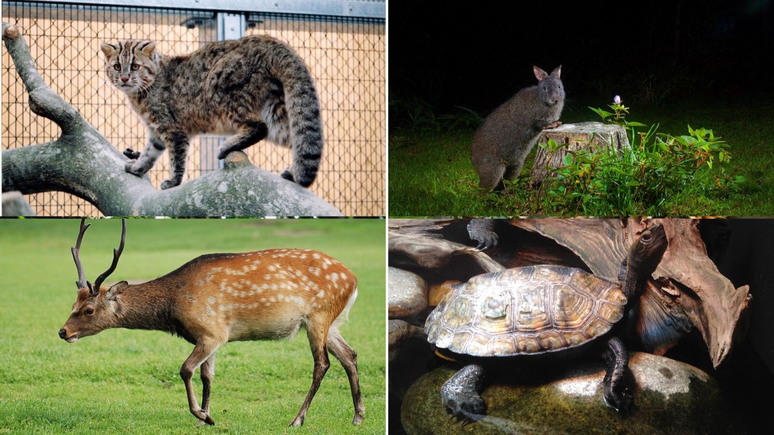 23 Different Japanese Animals with Pictures and Facts - Richmond Mom