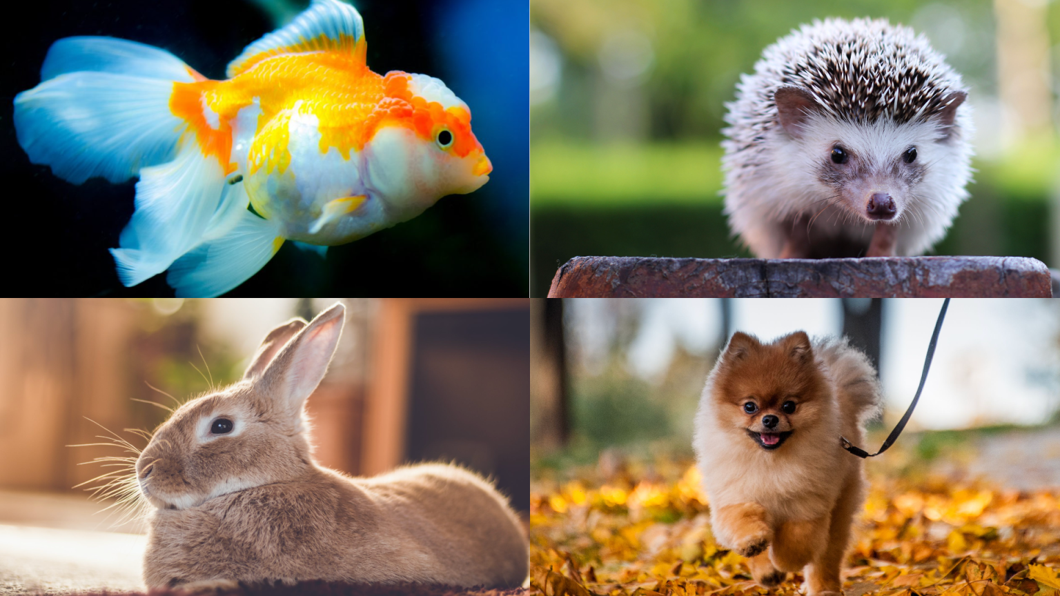 51 Pet Animals with Facts & Pictures - Richmond Mom