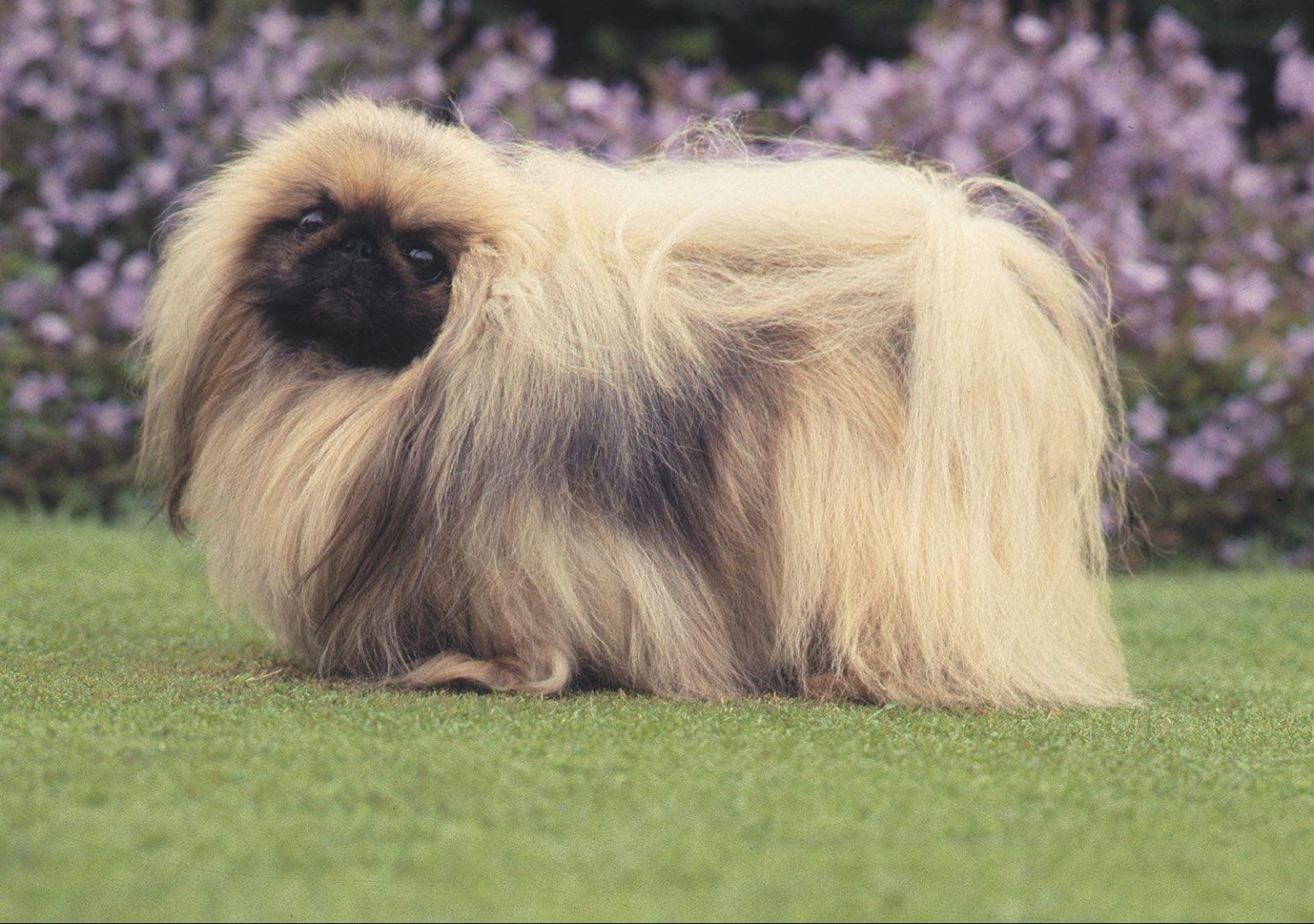 35 Most Famous Dog Breeds Around the World - Richmond Mom