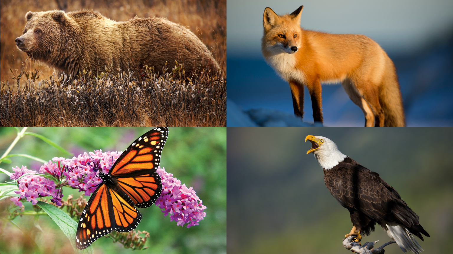 20 Different Animals Found in Sea with Pictures and Facts - Richmond Mom