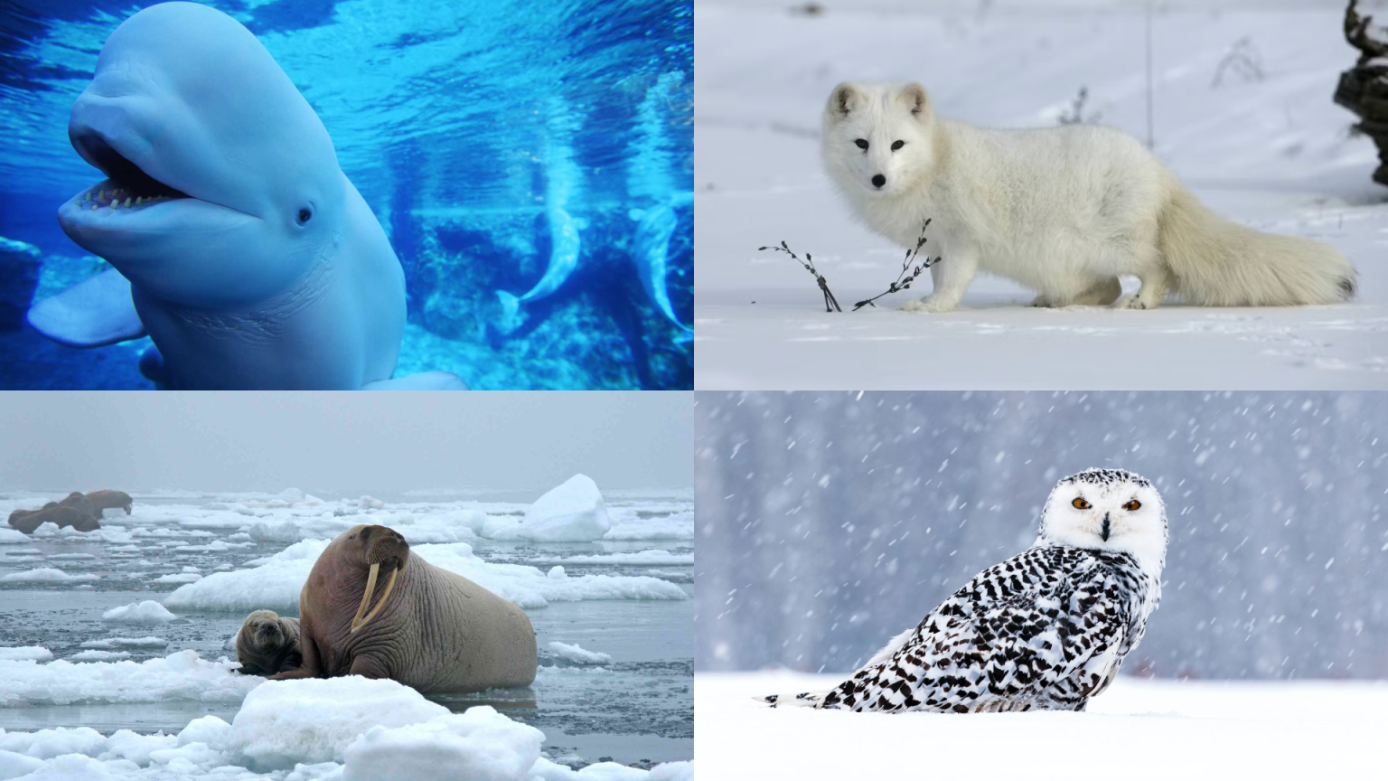 41 Arctic Animals with Facts & Pictures - Richmond Mom