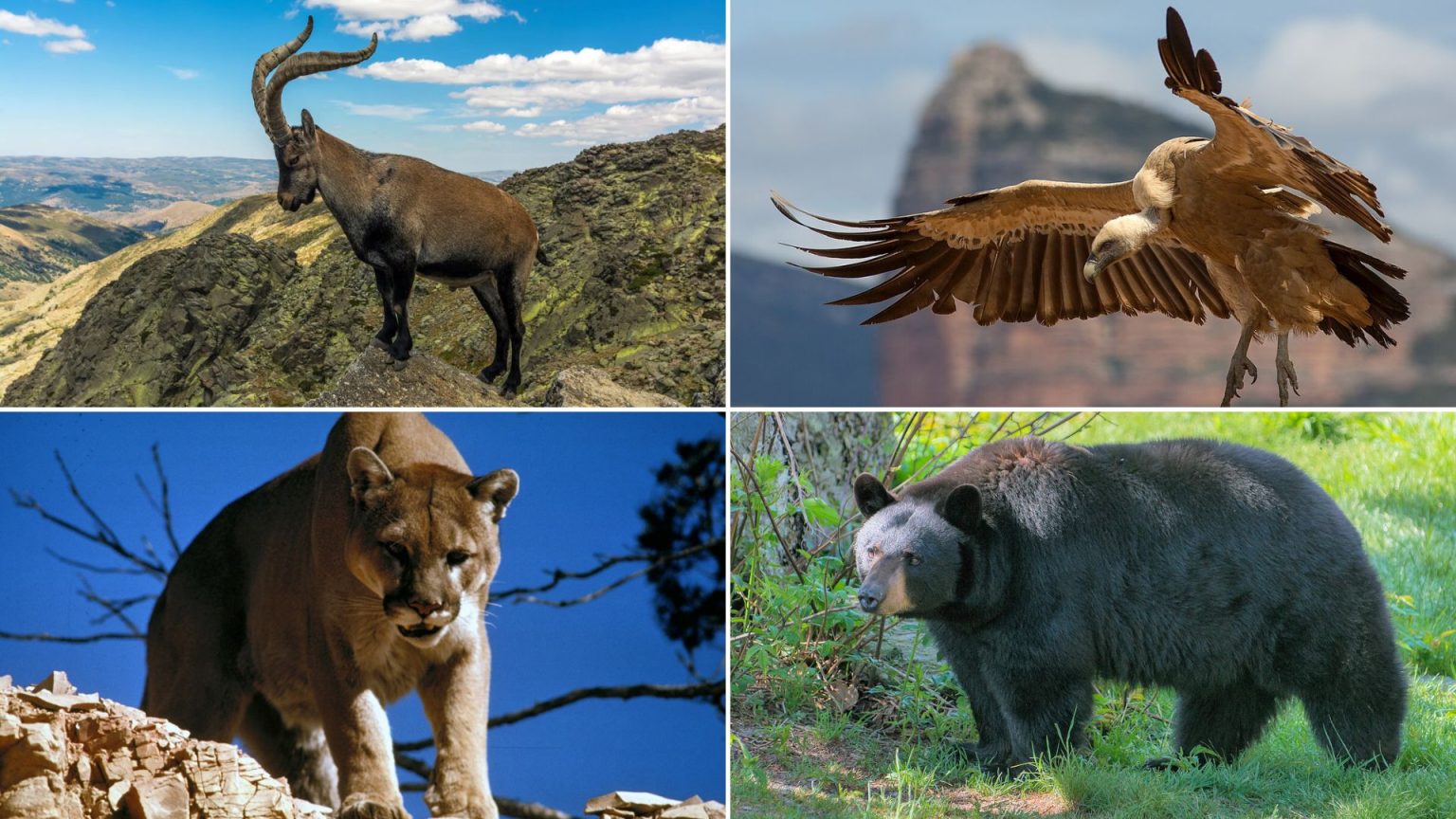 20 Different Animals Found in Sea with Pictures and Facts - Richmond Mom