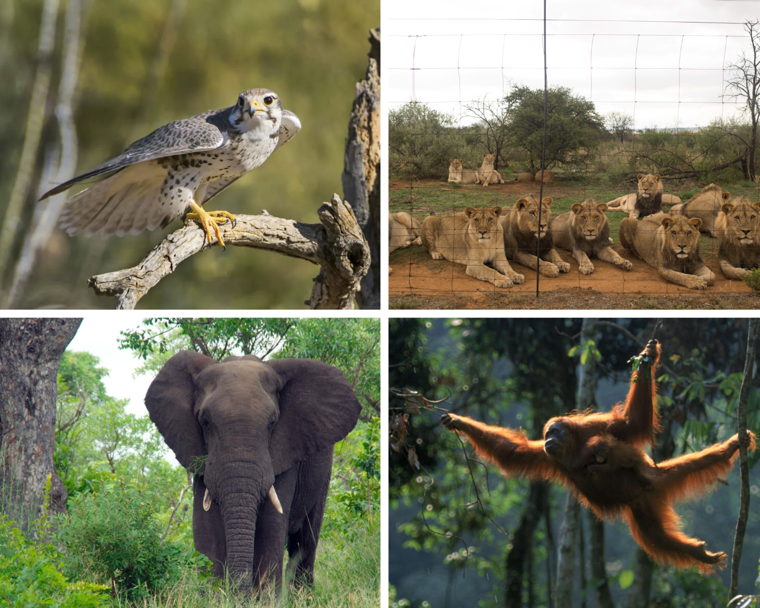 35 Amazing Wild Animals with Pictures and Facts - Richmond Mom