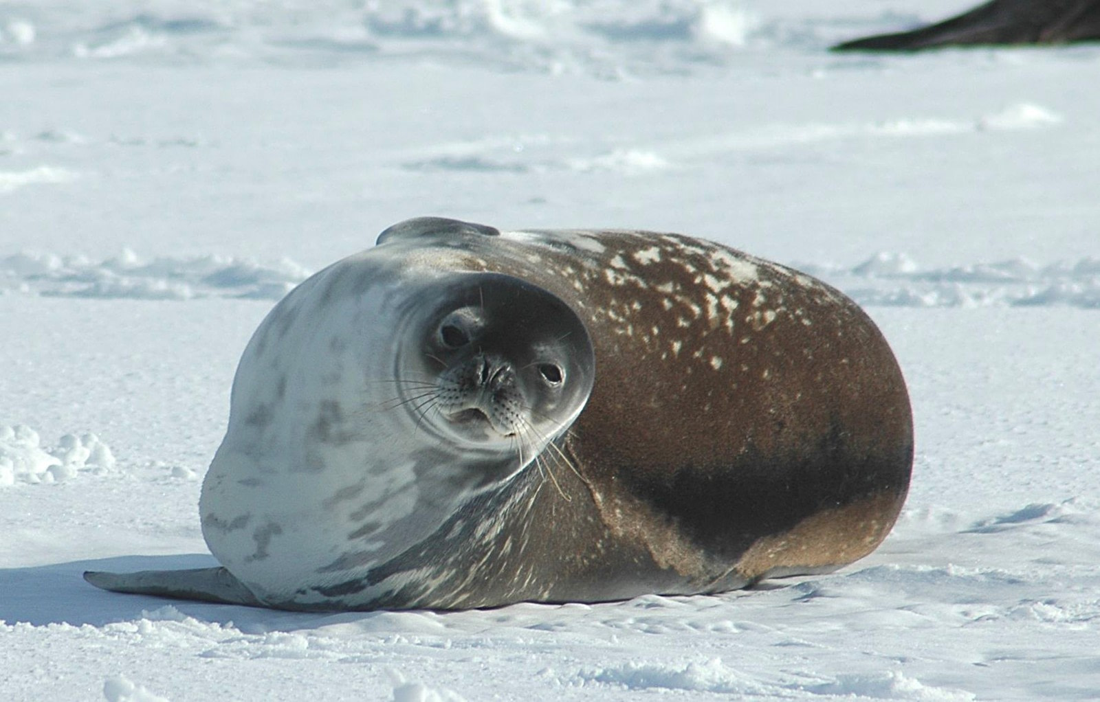List of 24 Fascinating Animals of Antarctica: A Quick Guide for Kids ...