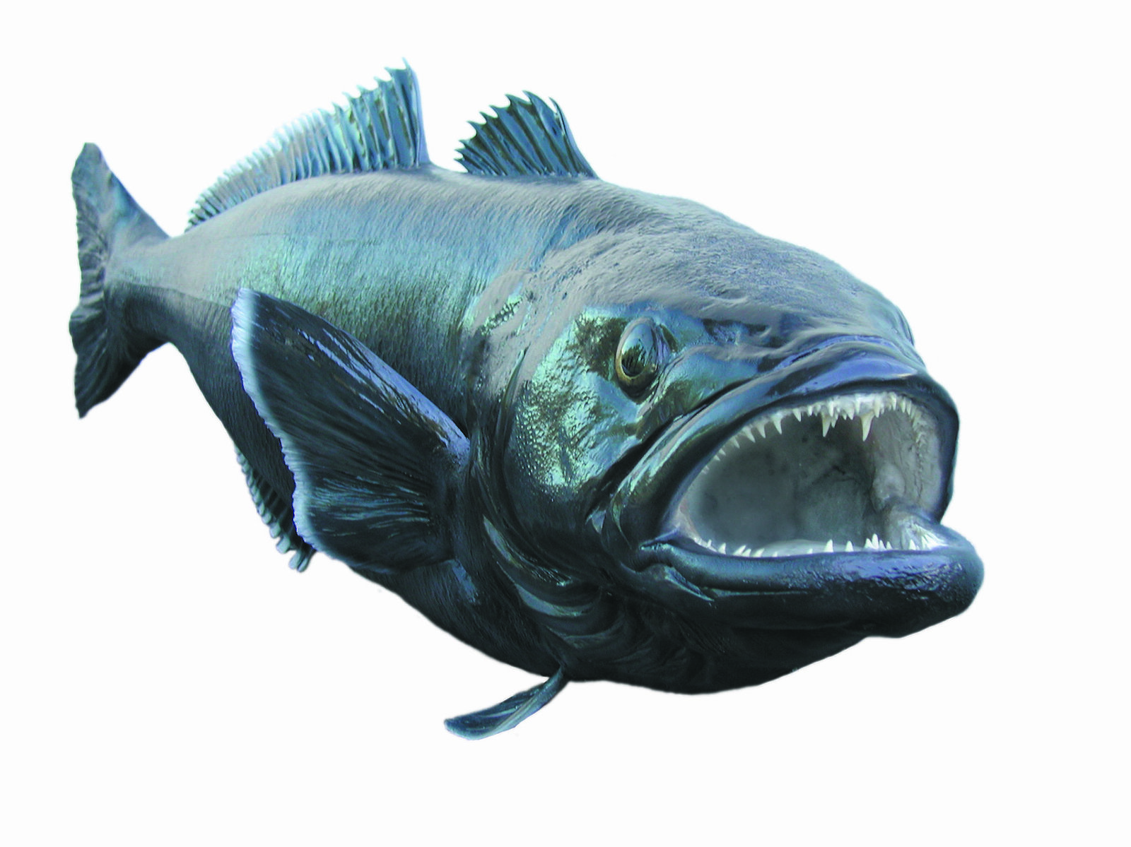 List of 24 Fascinating Animals of Antarctica: A Quick Guide for Kids ...