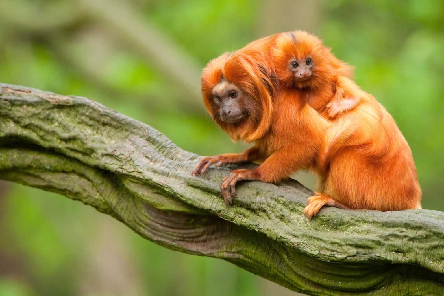 27 Different Animals Found in Rainforest with Pictures and Facts ...