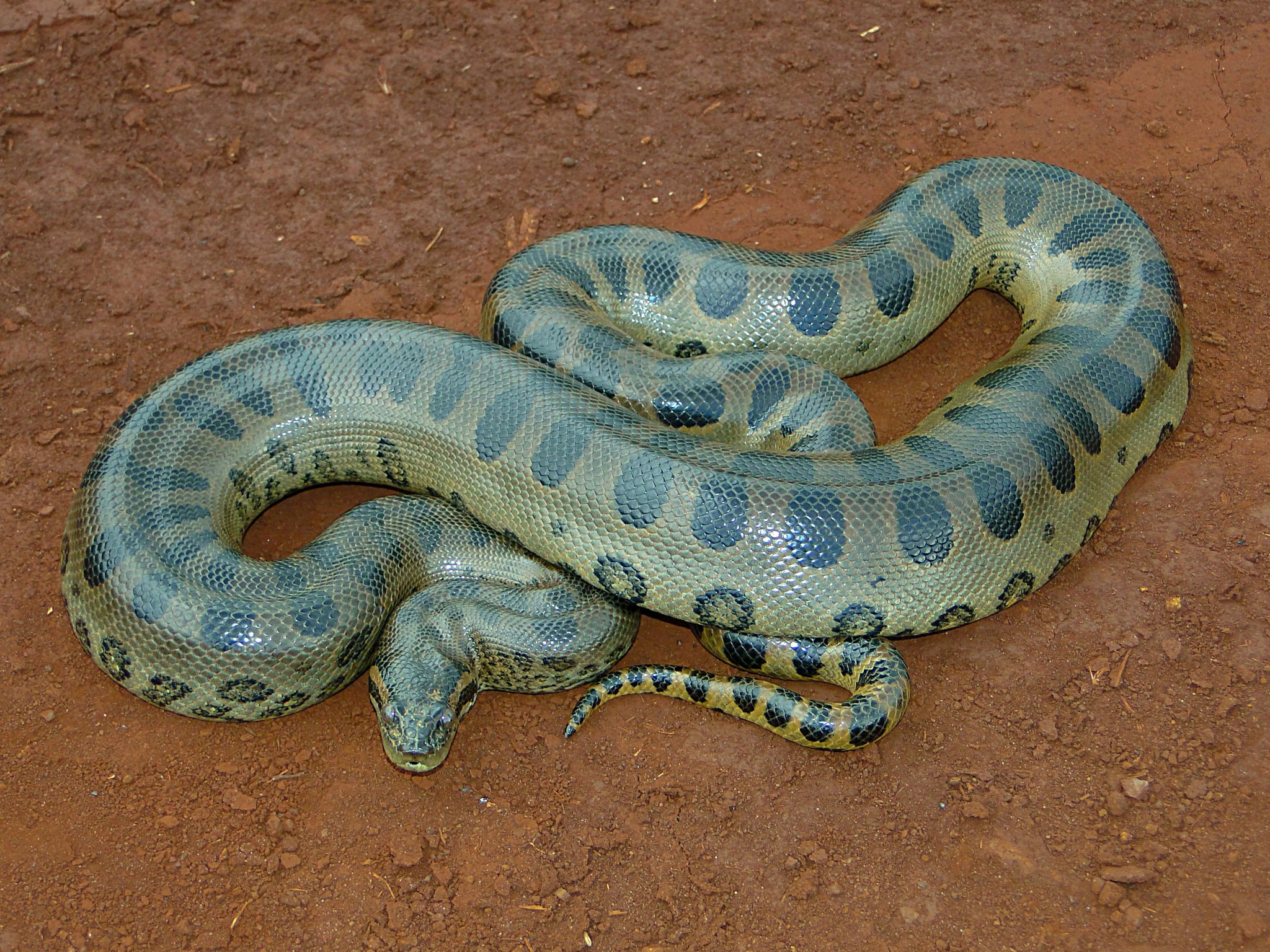 27 Different Animals Found in Rainforest with Pictures and Facts ...