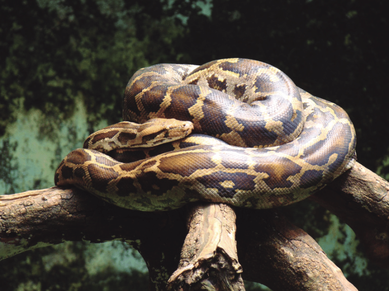 35 Most Popular Types of Snakes Around the World - Richmond Mom