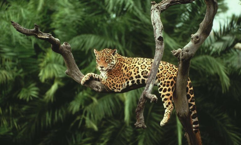 27 Different Animals Found in Rainforest with Pictures and Facts ...