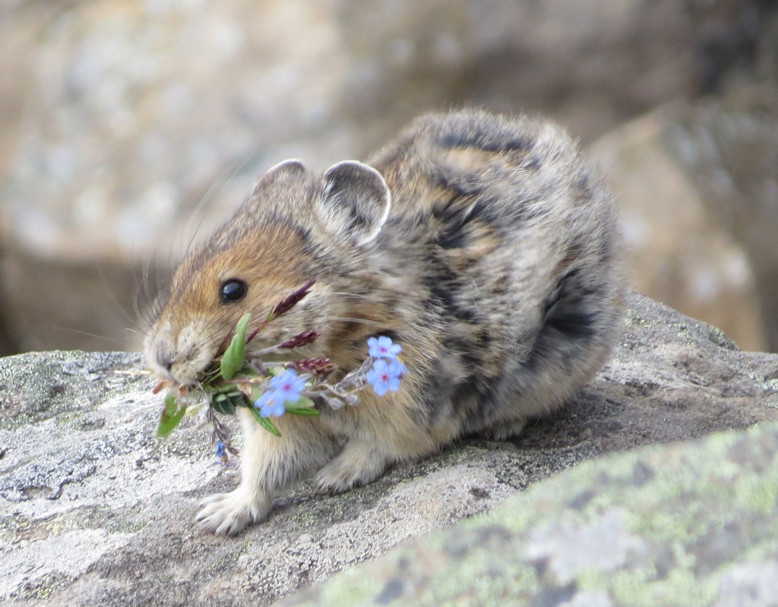 17 Adorable Small Animals You Can Keep as Pets - Richmond Mom