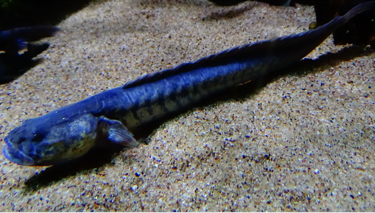 45 Purple Animals You Should Know About - Richmond Mom