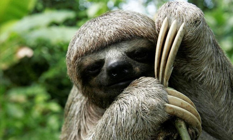 27 Cute Animals That Will Melt Your Heart - Richmond Mom