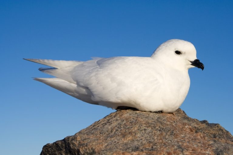 List of 24 Fascinating Animals of Antarctica: A Quick Guide for Kids ...