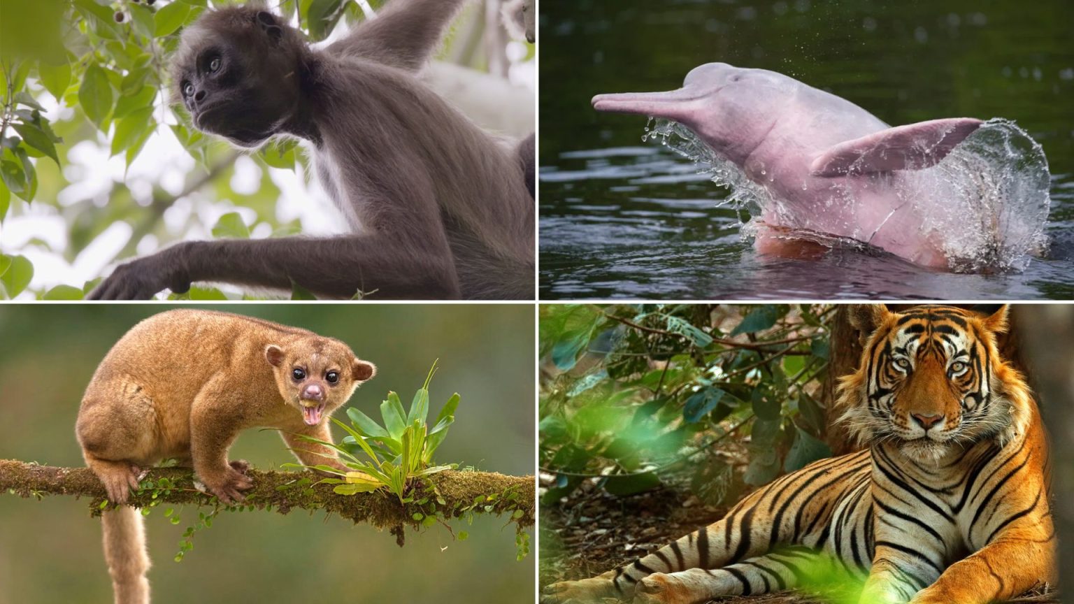 27 Different Animals Found in Rainforest with Pictures and Facts ...
