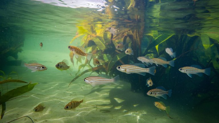 85 Fish Starting with X You Should Know About - Richmond Mom