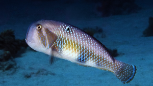 85 Fish Starting with X You Should Know About - Richmond Mom