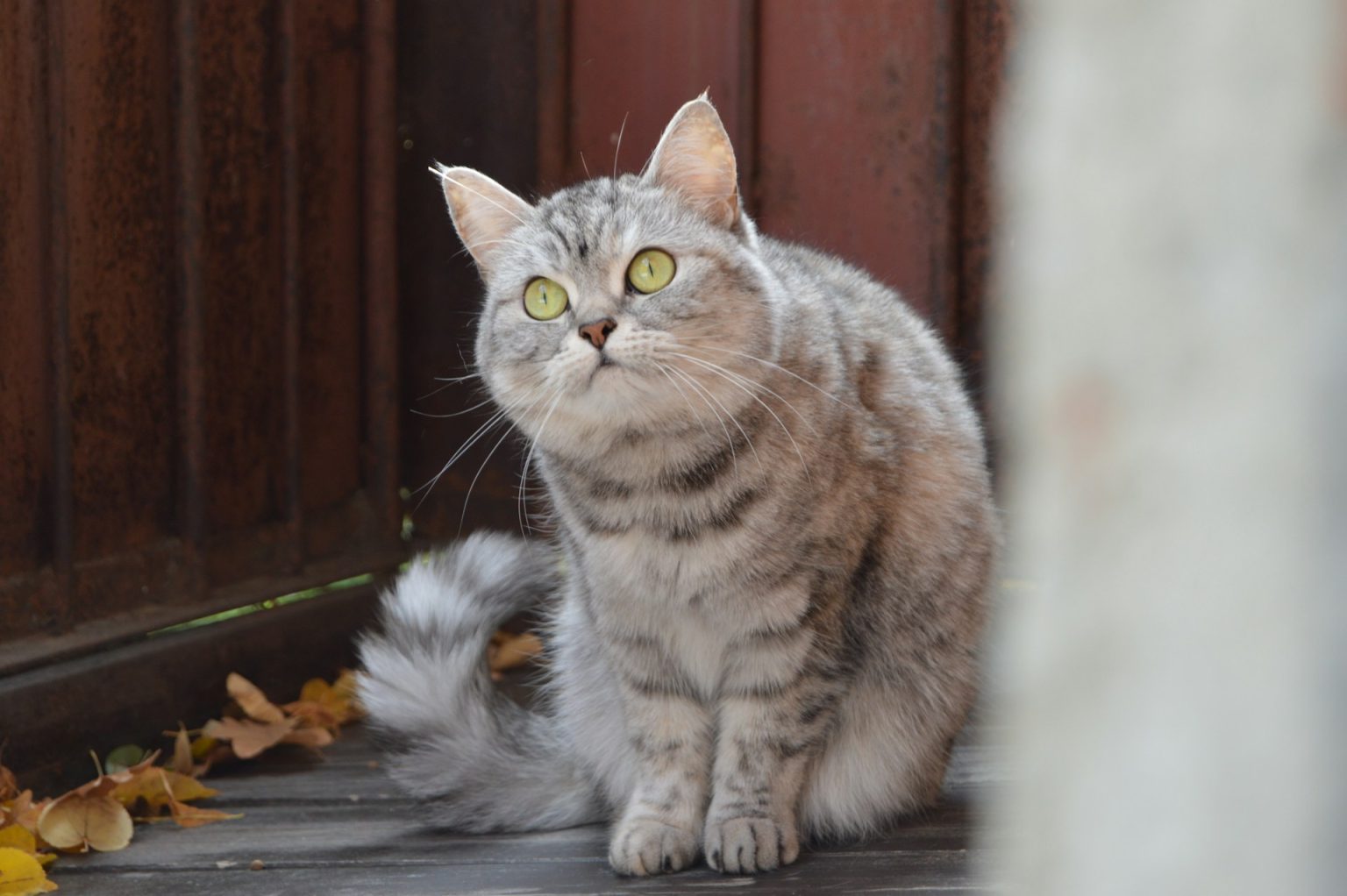 Scottish Straight Cat: A Guide to Colors and Looks - Richmond Mom