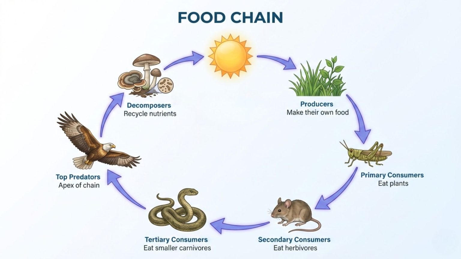 Food Chain for Kids: Simple Guide to Nature's Connections - Richmond Mom